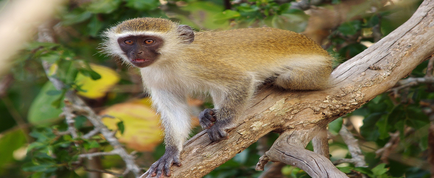 7 days Arusha to Mwanza Safari Tour | Tarangire | Serengeti | Lake Victoria
