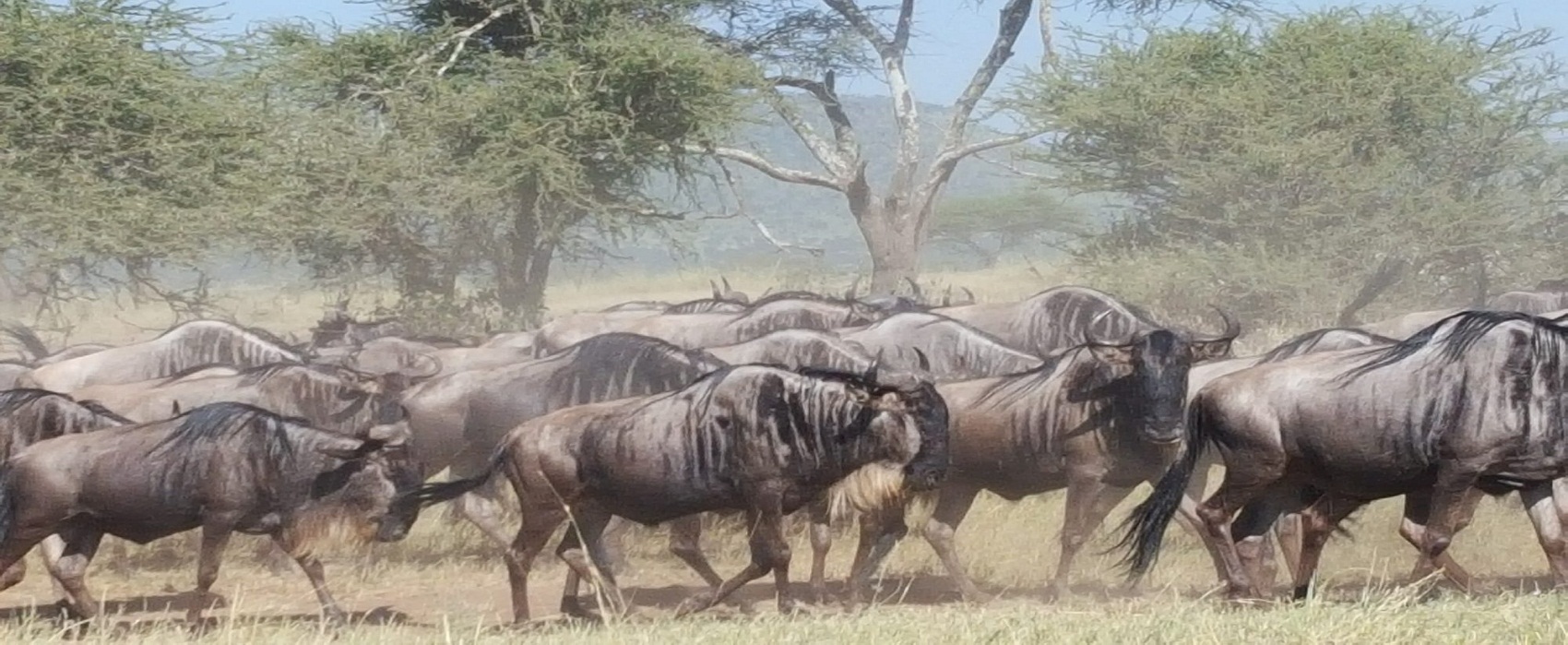 Ndutu Migration Safari | Ndutu Area | Ngorongoro Crater | South Serengeti