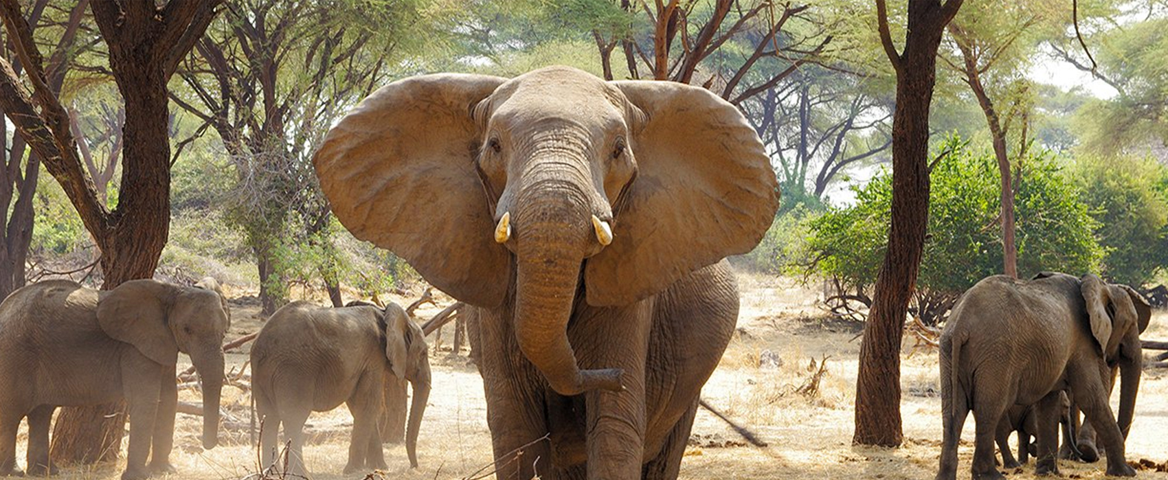 3 DAYS SAFARI FROM ZANZIBAR ,TARANGIRE, NGORONGORO